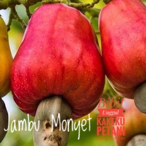 Varian Jambu - Bibit Unggul Kakeku Petani