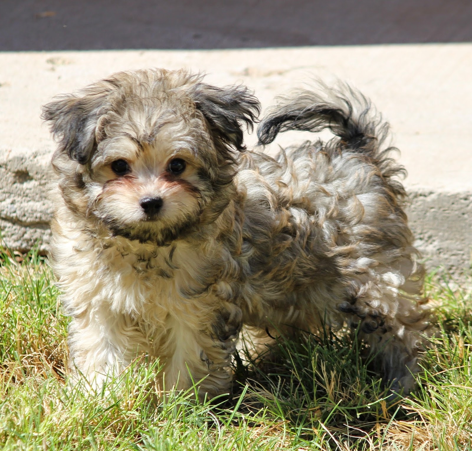 Bolonka Treasures Puppy Page: Gallery - Puppy Photos