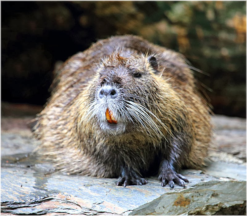FOTO NATURA HUESCA 2: COIPO Myocastor Robert Kerr, 1792 coipú coypu nutria