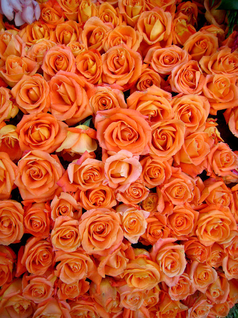 { Beautiful }Orange Roses Images Pics Wallpaper Photos Bouquet in HD ...