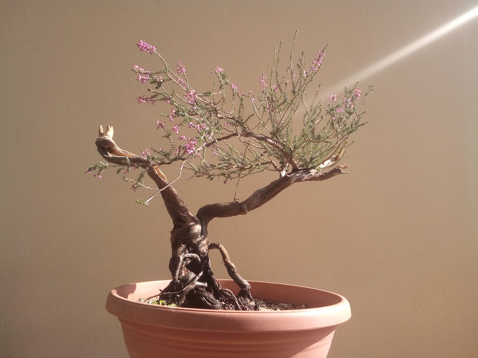 bonsai studio kostas: Ρείκι -heather-erica manipuliflora