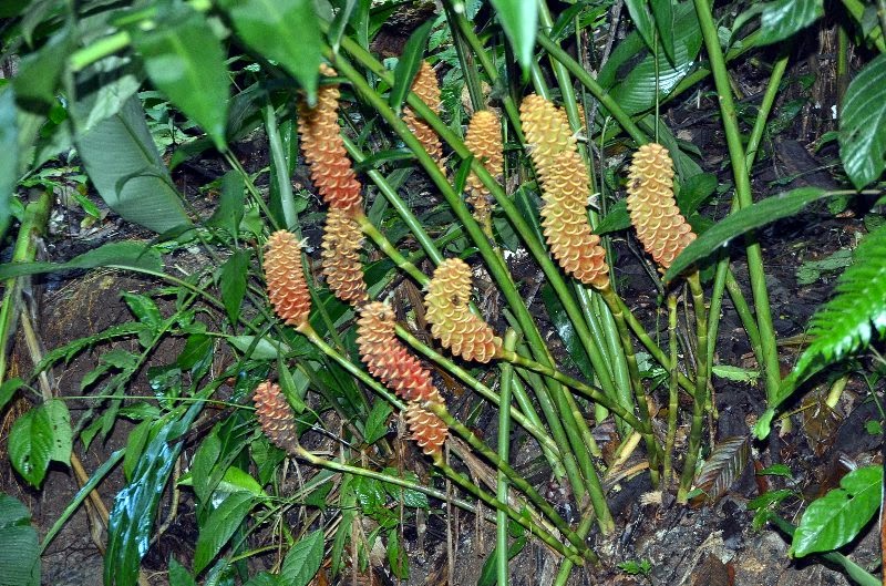 FLORACIONES EN MÁLAGA Y MÁS: Zingiber spectabile, maracas