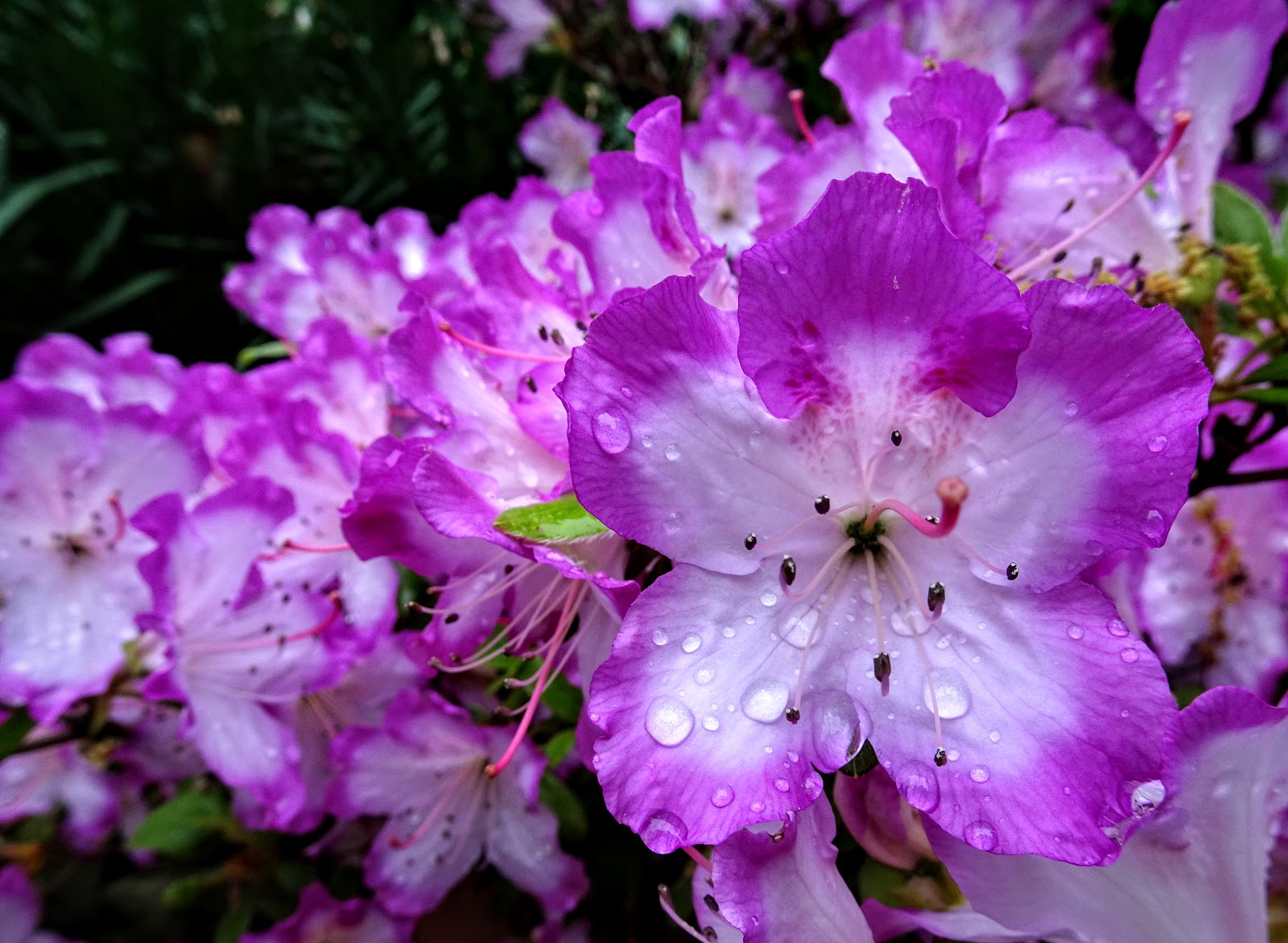 Love, Joy and Peas: Glistening Raindrops on Pretty Azalea Flowers