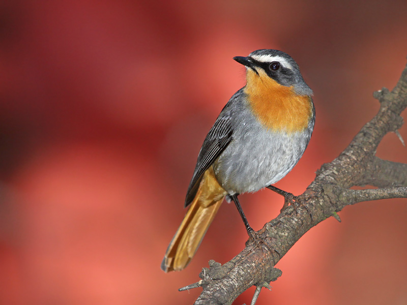 Cape Robin. In Afrikaans: Jan Frederik. | Bird garden, Birds, Pet bird cage