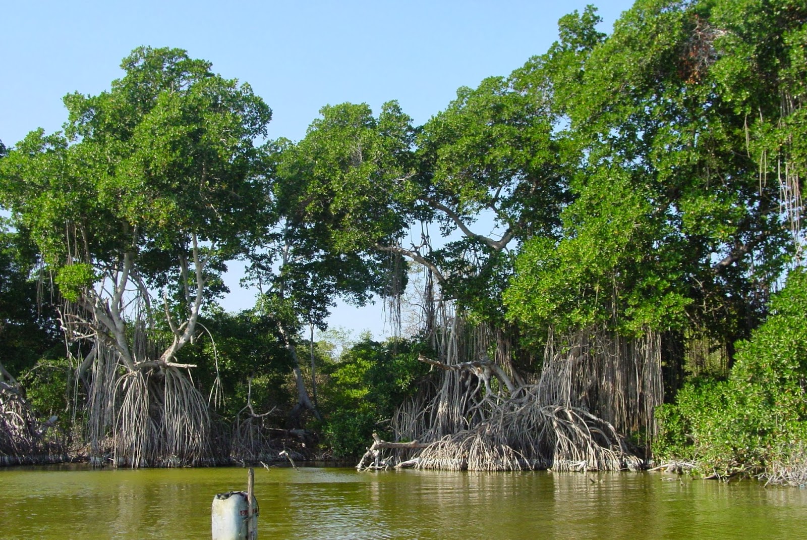 VEMOS Y ESCUCHAMOS: ¡LOS MANGLARES SON MUY IMPORTANTES PARA EL ECOSISTEMA!