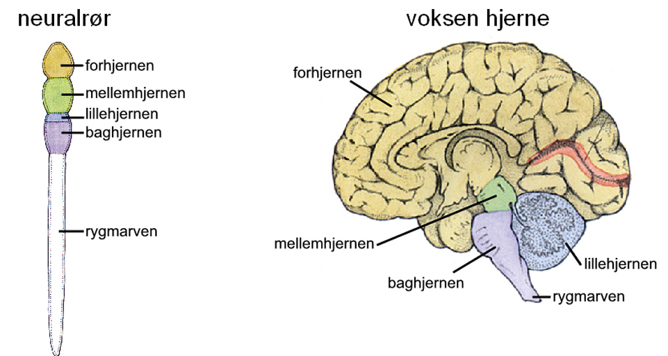 Sundhed og sygdom: maj 2013
