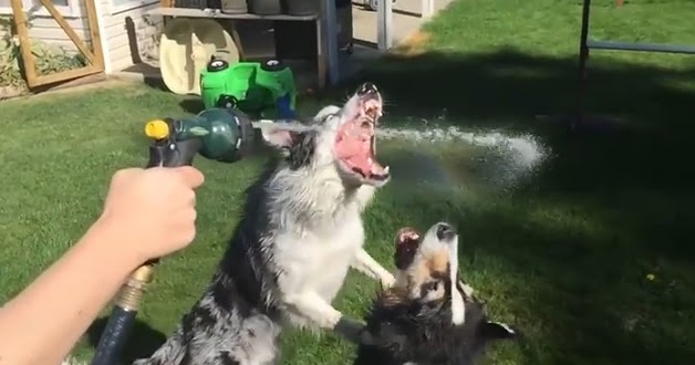 White Wolf : Dogs Attacking A Garden Hose In Slow Motion Is Majestic ...