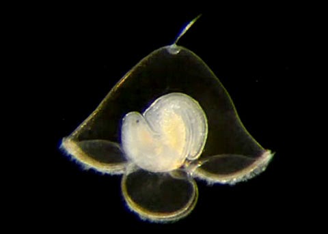 ¿QUÉ ES LA LARVA PILIDIUM? | Fernando Modesto Parra Pérez - Sección 2