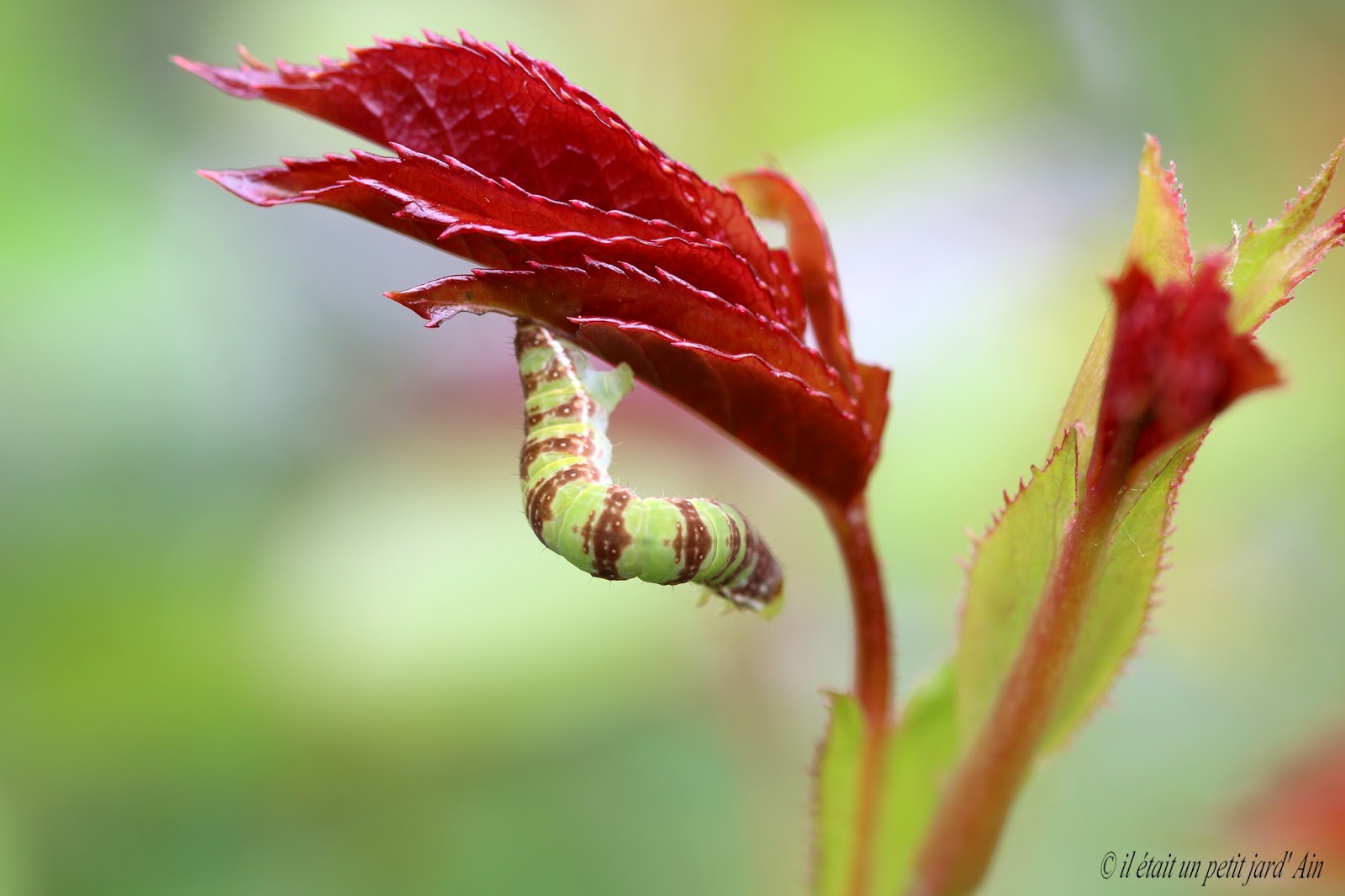 IL ETAIT UN PETIT JARD'AIN ...: C'EST PAS TOUT ROSE