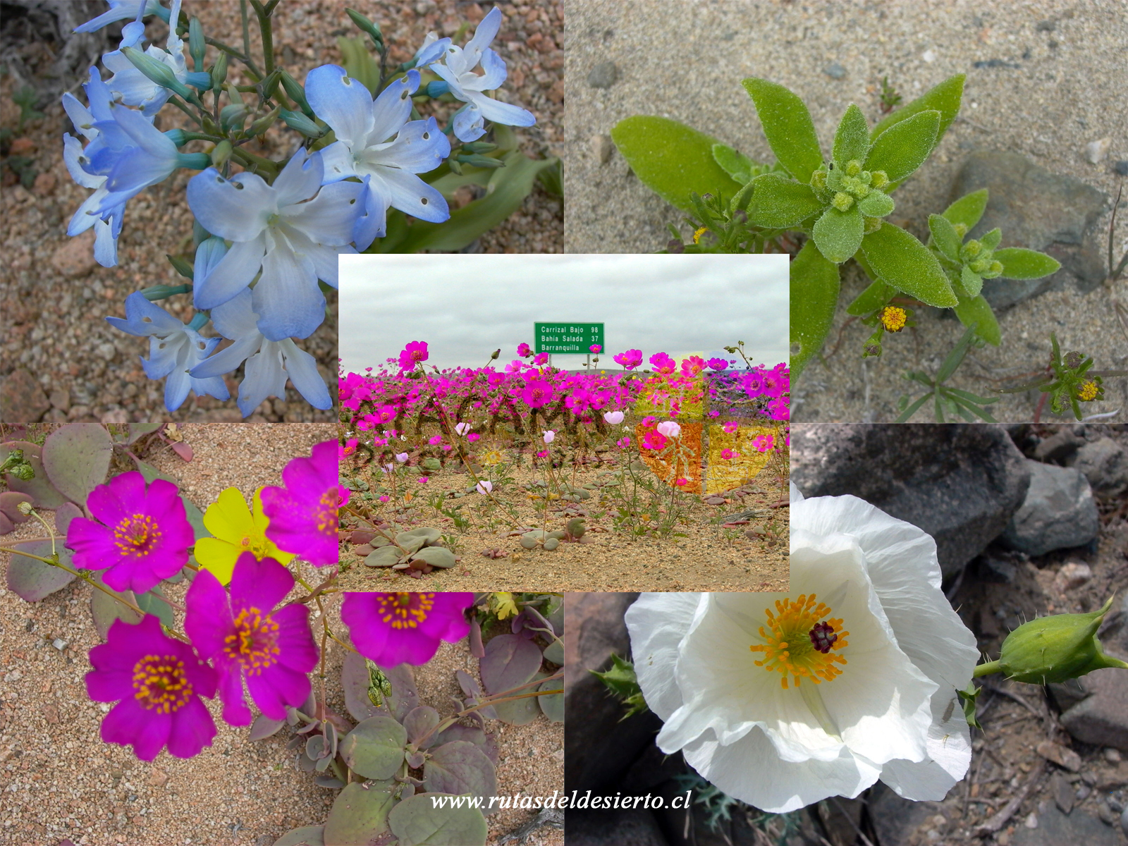 Atacama Desert Trails: Desierto Florido en Atacama