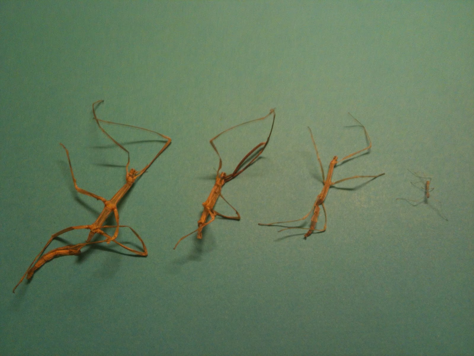 Les phasmes clonopsis gallica et moi : Nourrir les phasmes