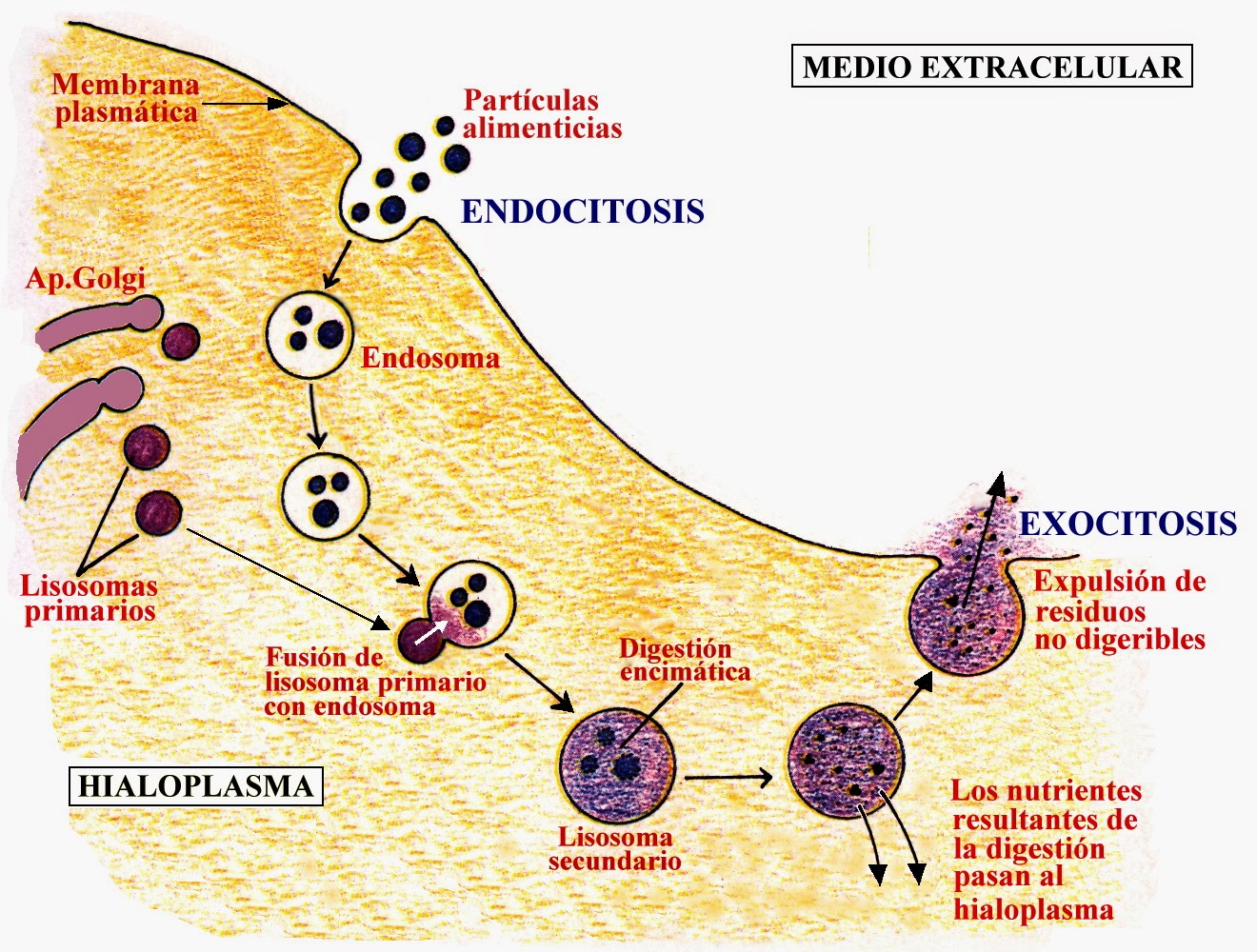 Patologia : Fagocitosis