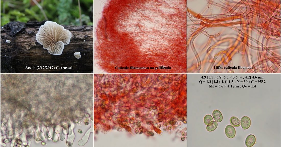 Microscopía de hongos. Vol 1 . A - C: Crepidotus variabilis