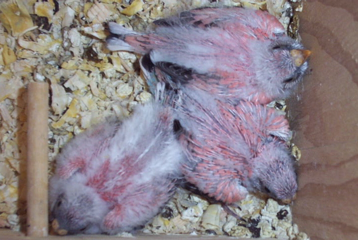 The Splendid Bourke Bird Blog: Bourke Parakeets. These Four are Sold ...