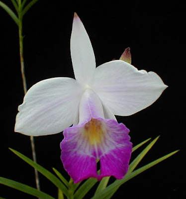 FLORES QUE ENCANTAM O MUNDO: FLORES E SUA DEFINIÇÕES Labelo, Lábio ...