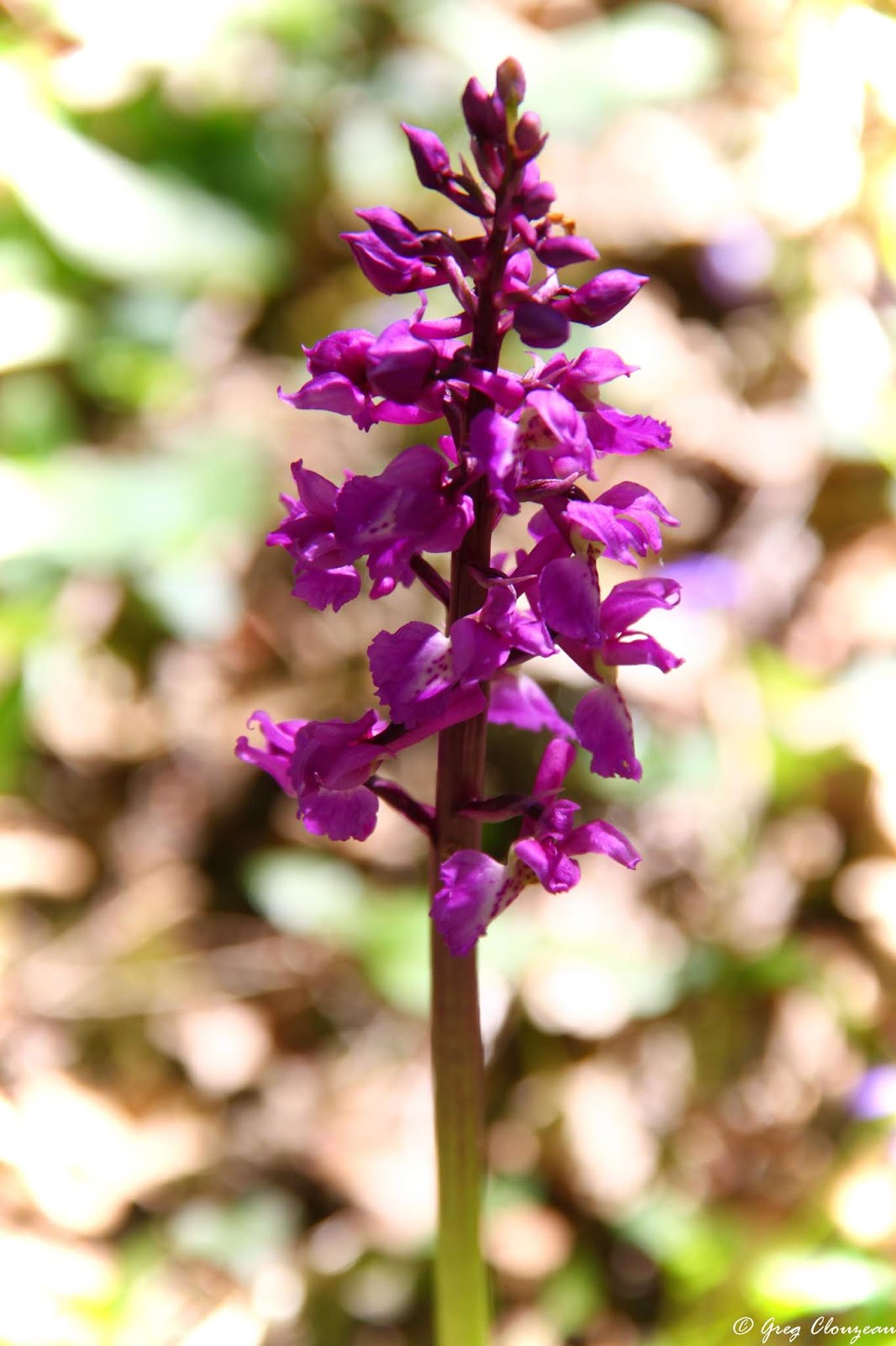 Des orchidées sauvages en forêt de Fontainebleau ! ~ FontaineBleau Passion