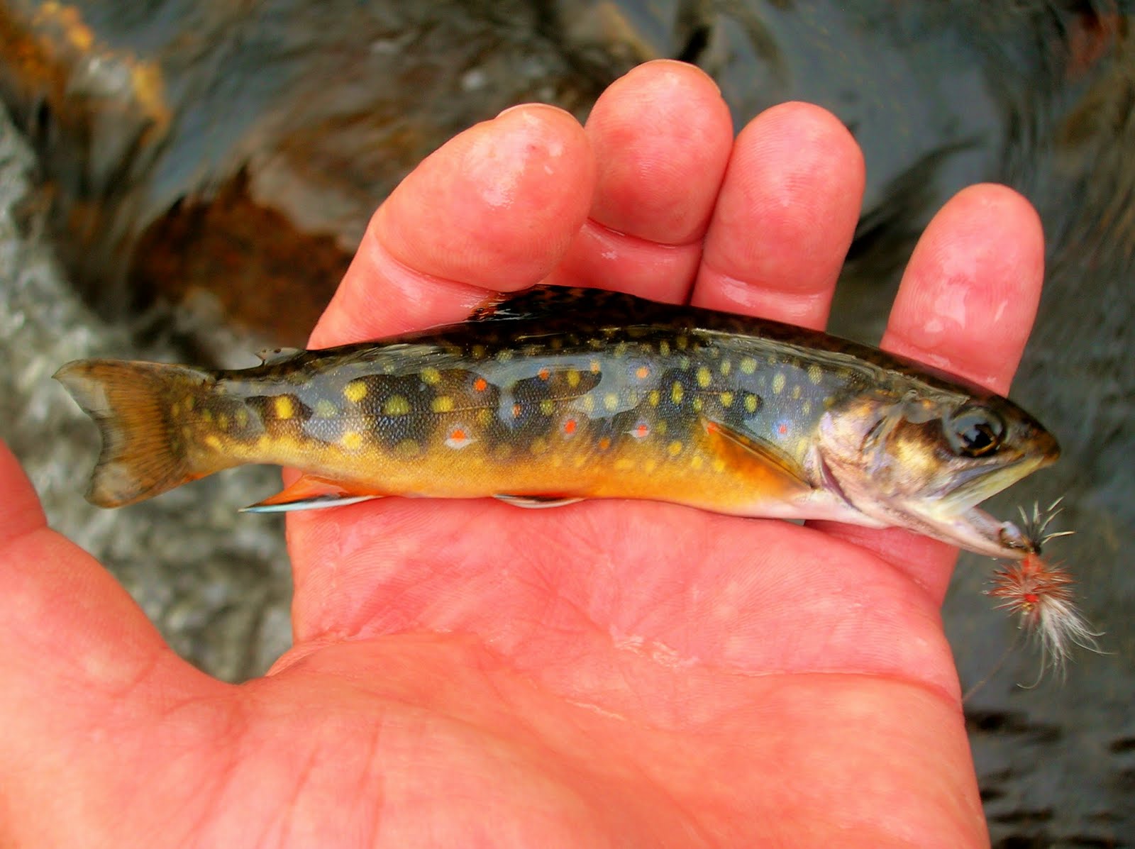 Small Stream Reflections: May 2011