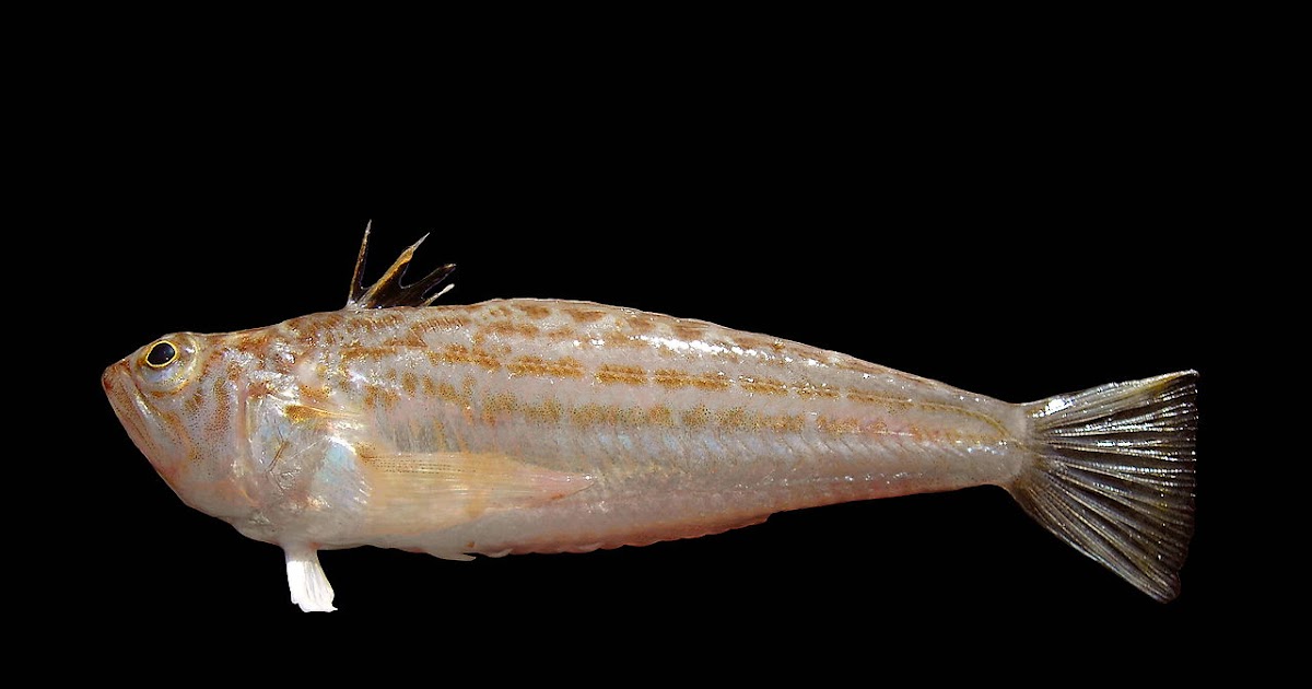 Artes de Pesca: ACTINOPTERYGII