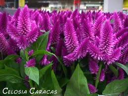 Amazing Garden: Celosia Flower-Easy Flower to Plant