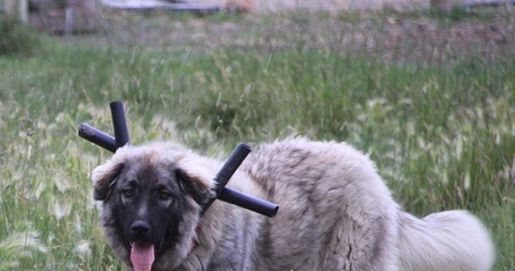 LIVESTOCK GUARDIAN DOG BLOG: LGD YOKES: Say NO to the Use of Cruel ...