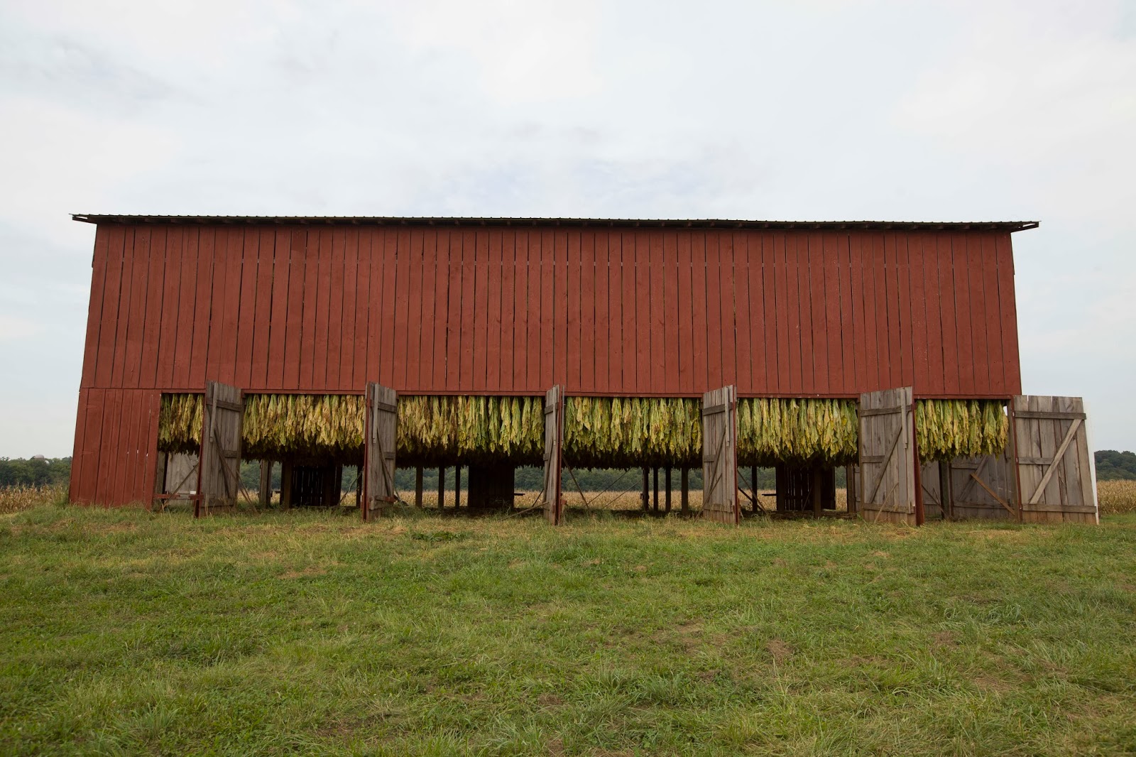 Jepson Family Farm: Tobacco Firing and curing is almost done