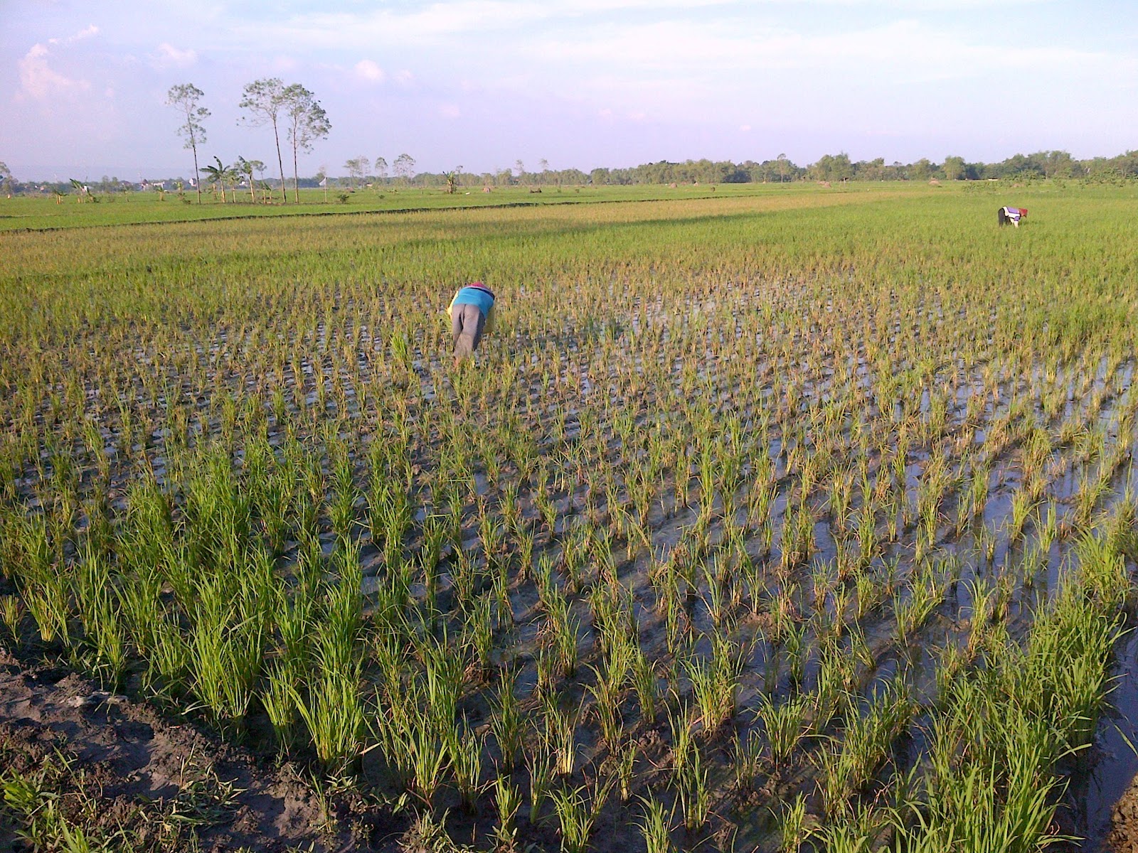 PEMBASMI SUNDEP: PESTISIDA (organik) PEMBASMI SUNDEP, BELUK & PENGGEREK ...
