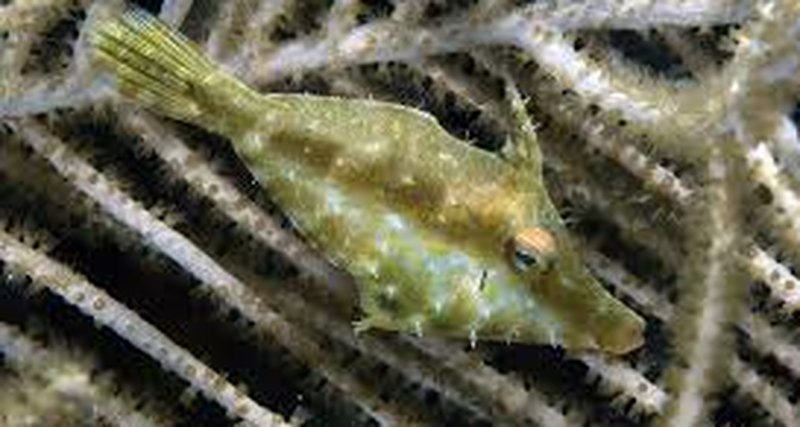 Fish that can become invisible