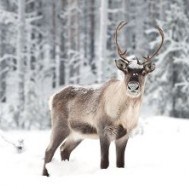 Universo Animal: ¿Por qué les gusta a los caribúes la nieve?