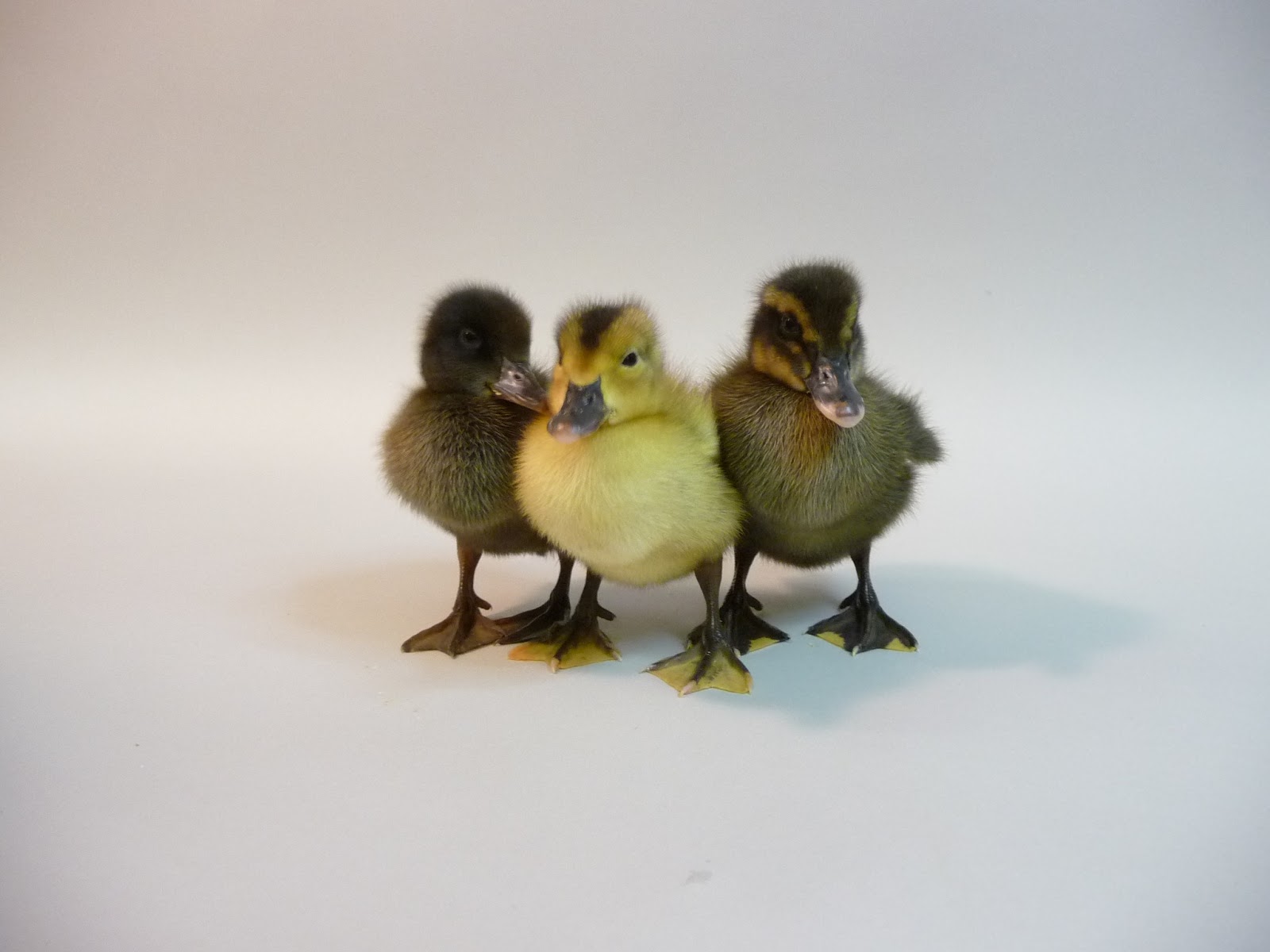 Metzer Farms Duck and Goose Blog: Golden 300 Hybrid and White Layer Ducks