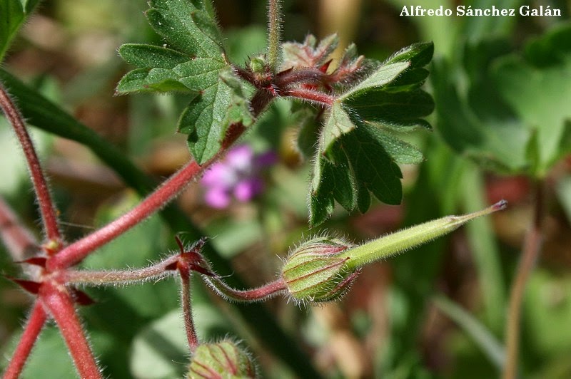 La flora de mis paseos: junio 2014