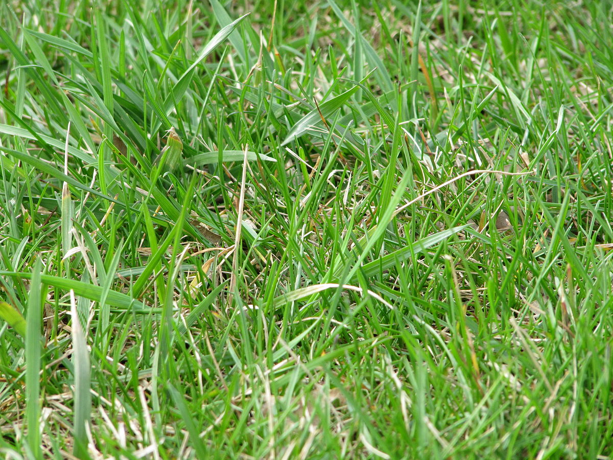 Enroque de ciencia: ¿Cómo se escribe, ‘hierba’ o ‘yerba’?