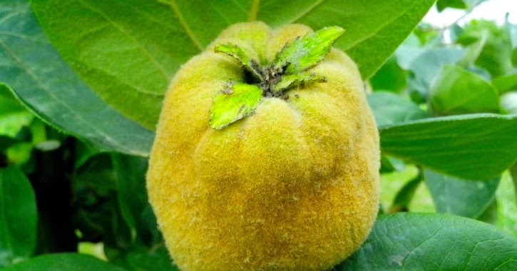 The Multicolored Diary: Q is for Quince and Kings (A to Z Challenge ...