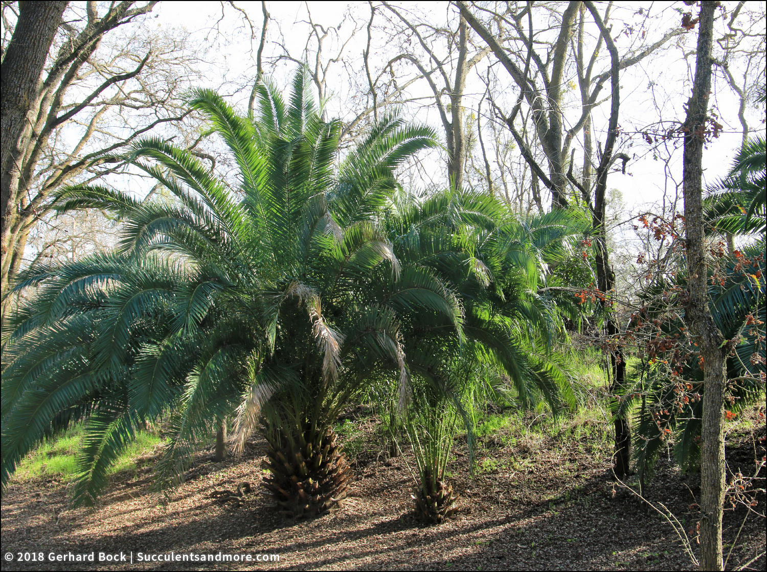 Three Palms Nursery: a horticultural treasure in my own backyard