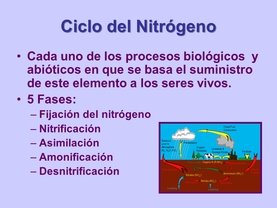 CIENCIAS NATURALES - EDER REYES: CICLO DEL NITROGENO