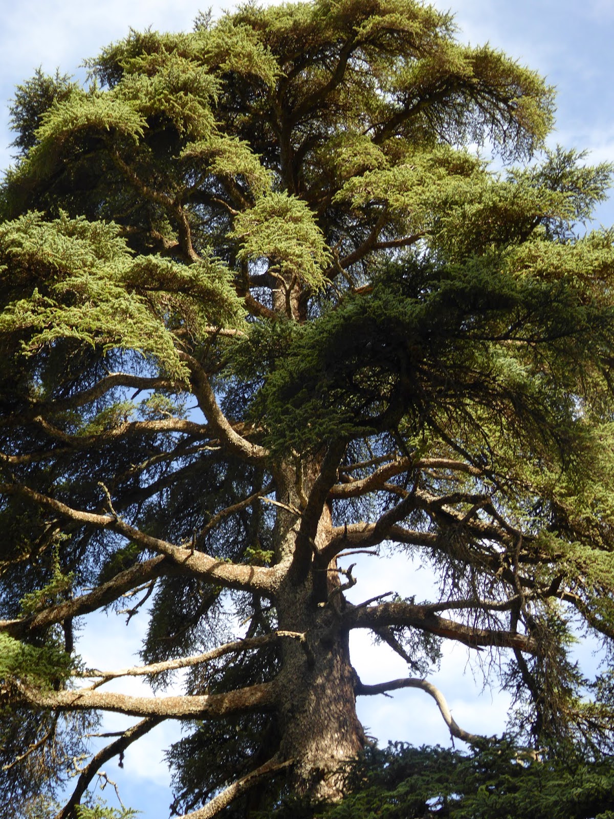 SporoccoJ2: THE CEDAR FOREST OF AZROU