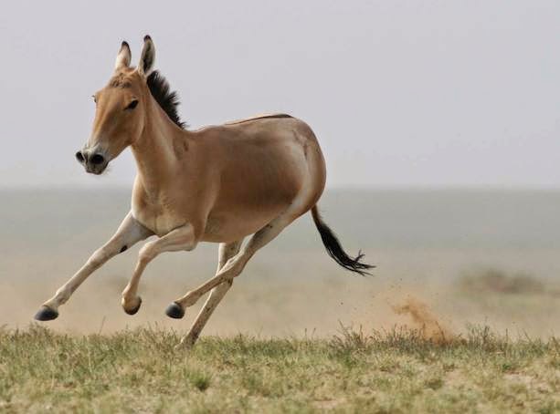 Galloping: Los Burros