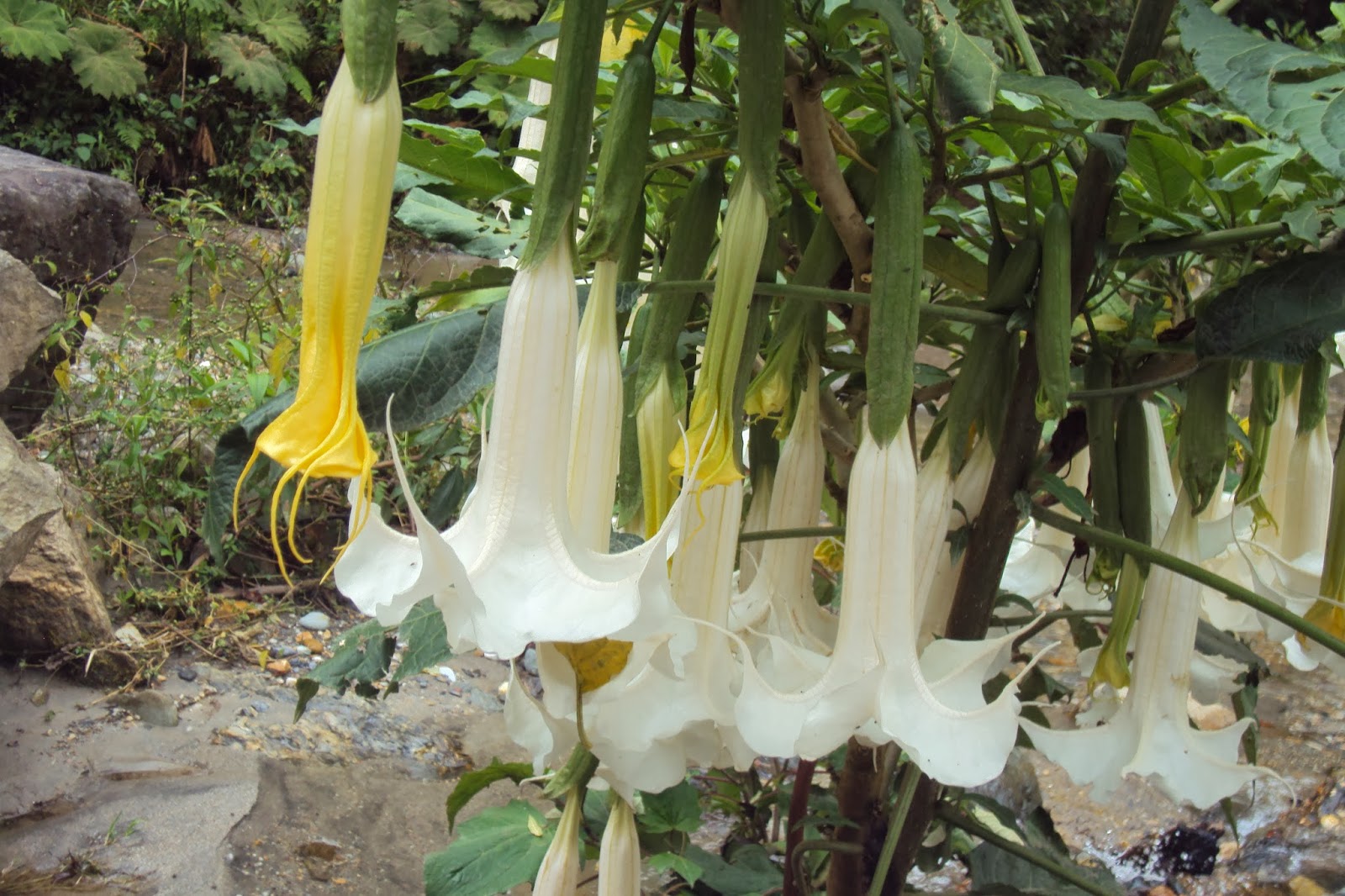 PLANTAS Y ARTE: CUARTO VIAJE "En busca del Borrachero"