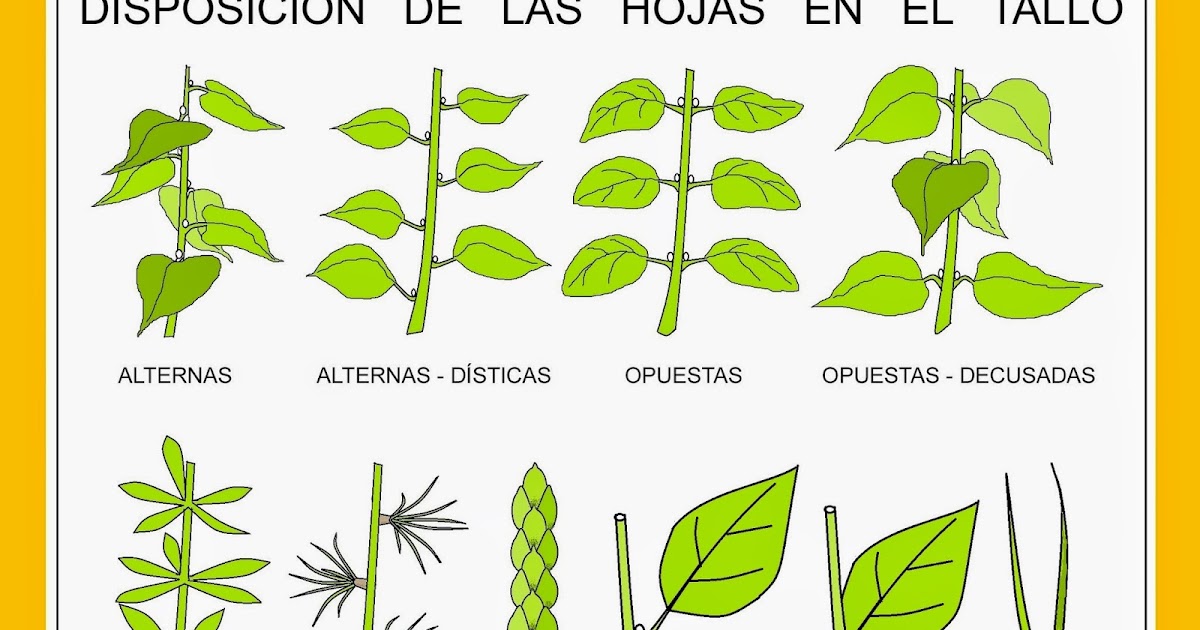 Á R B O L E S . . (T R E E S): La disposición de las hojas en el tallo