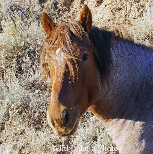 WildDakotaWoman TM: November 2018