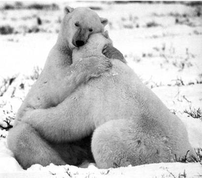 Un abrazo de oso - Imagui