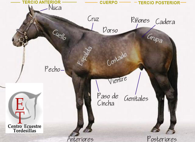 CENTRO ECUESTRE TORDESILLAS: Las partes de un caballo.