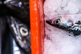 Through the Gaps! - Newlyn Fishing News: "A fish-frail of stout" on ...