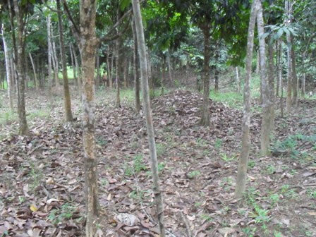 Cuti Hari ke 3:Sepagi Di Kebun Getah