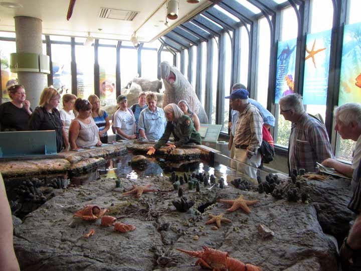 Friends of the Island Fox: Visiting The Channel Island Fox