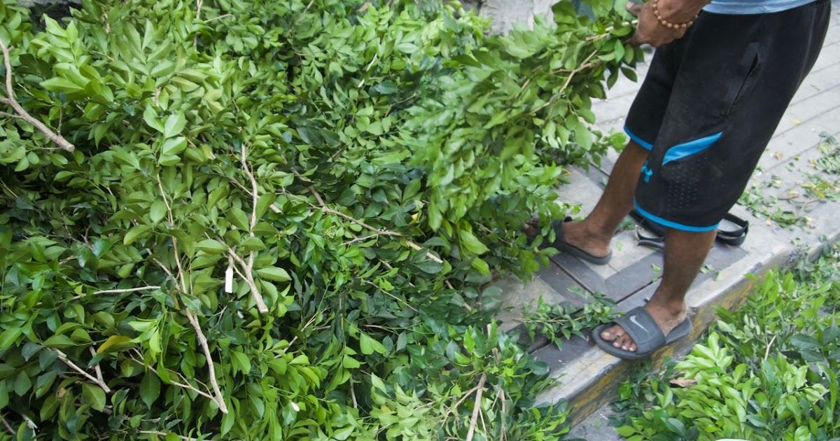 Yapak / Yakap: Kamuning Branches for a Kalbaryo