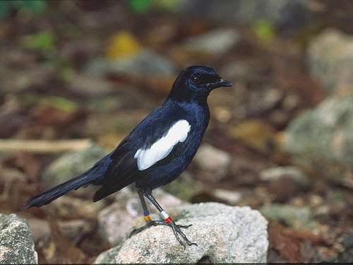 Tips Sederhana Perawatan Burung Kacer