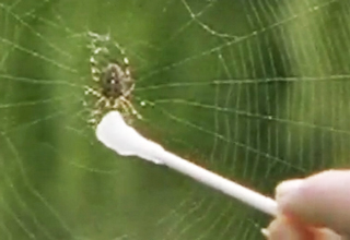 Nerdilista Neda: Embrace the weird: Spider's on Drugs!