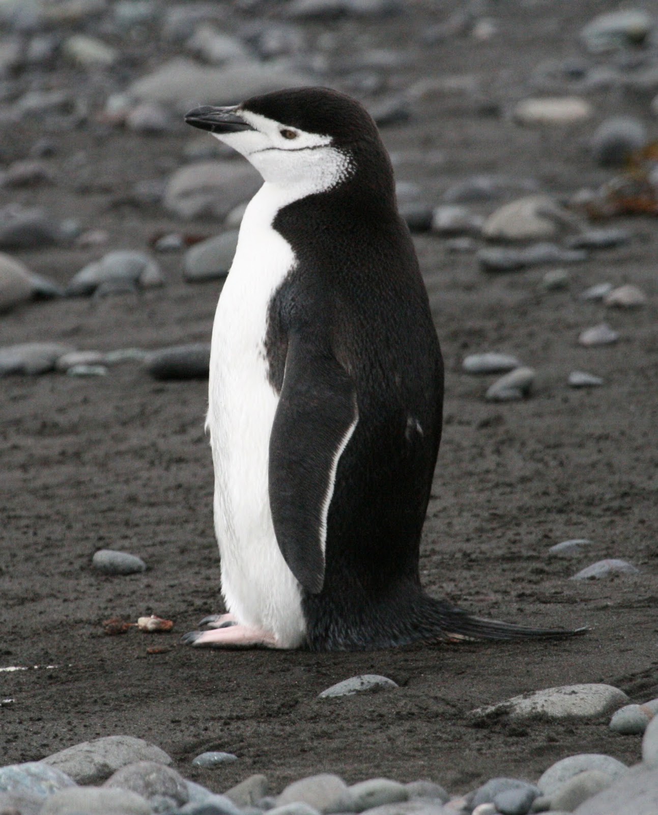 The Bagsy Blog: A Brief History - Penguin Cafe Orchestra