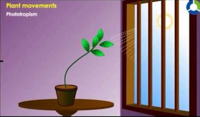Growth movements in plants - Your Learning Point