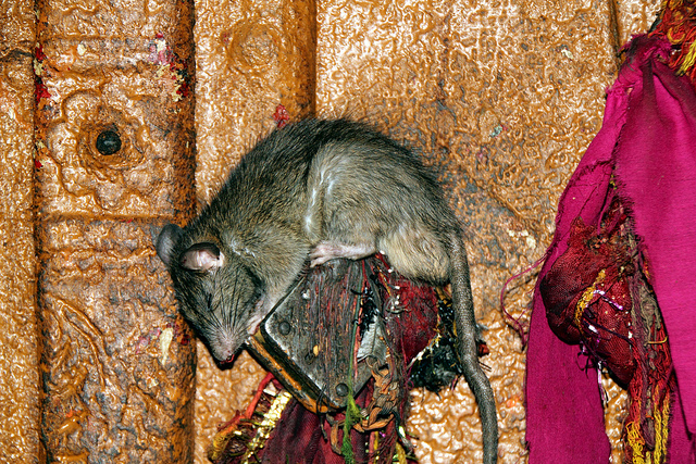 Rodent Controls rodent-controls